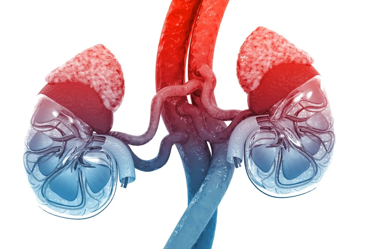 Nadnercza - budowa, funkcje, zaburzenia, diagnostyka