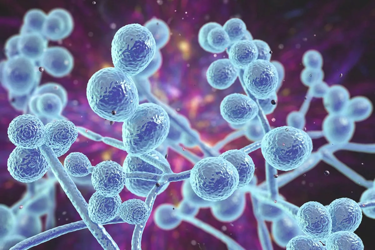 Kandydoza – objawy, badania i skuteczne leczenie drożdżycy - Centrum ...