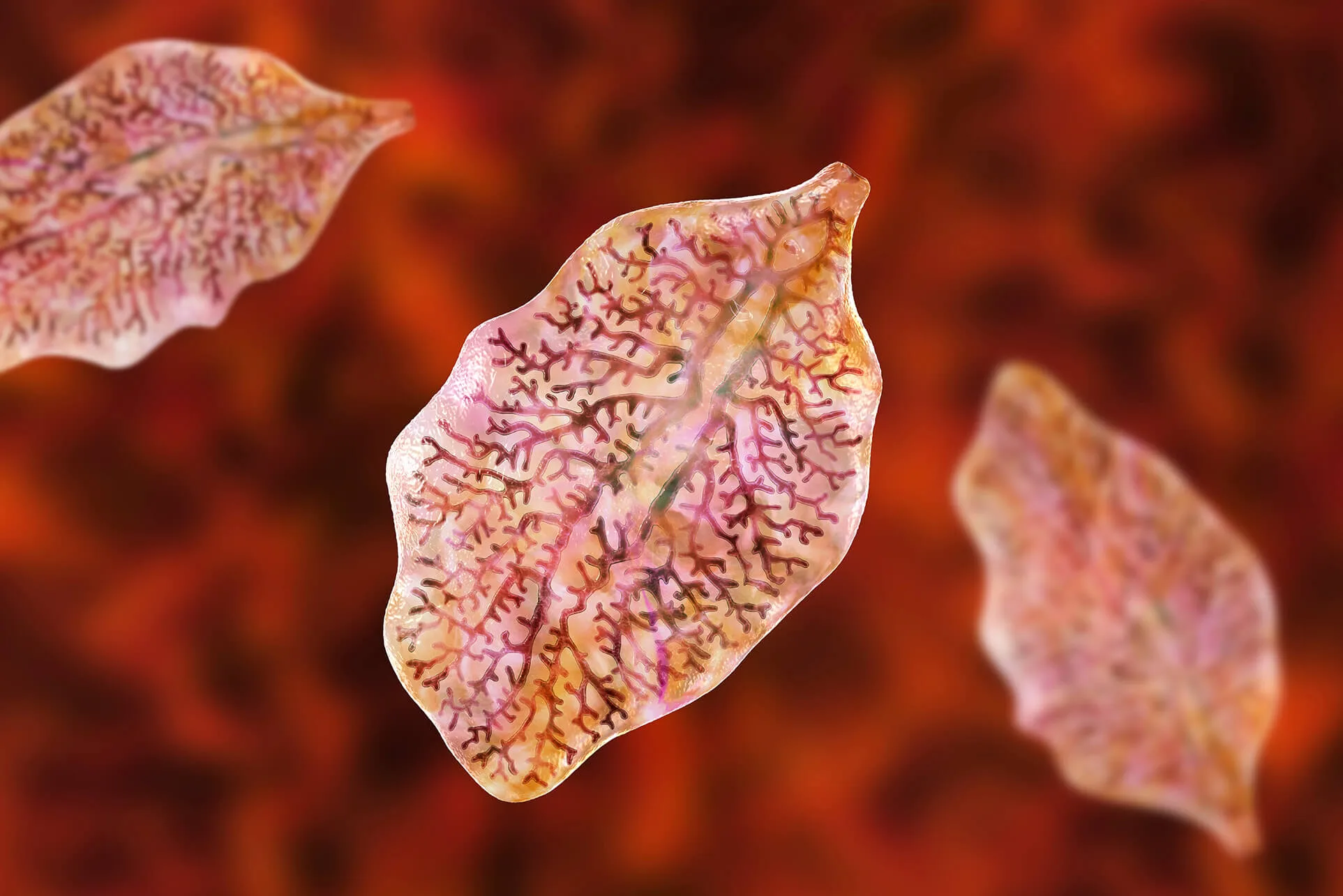 Motylica wątrobowa – zagadkowa choroba o podstępnych objawach - Centrum ...