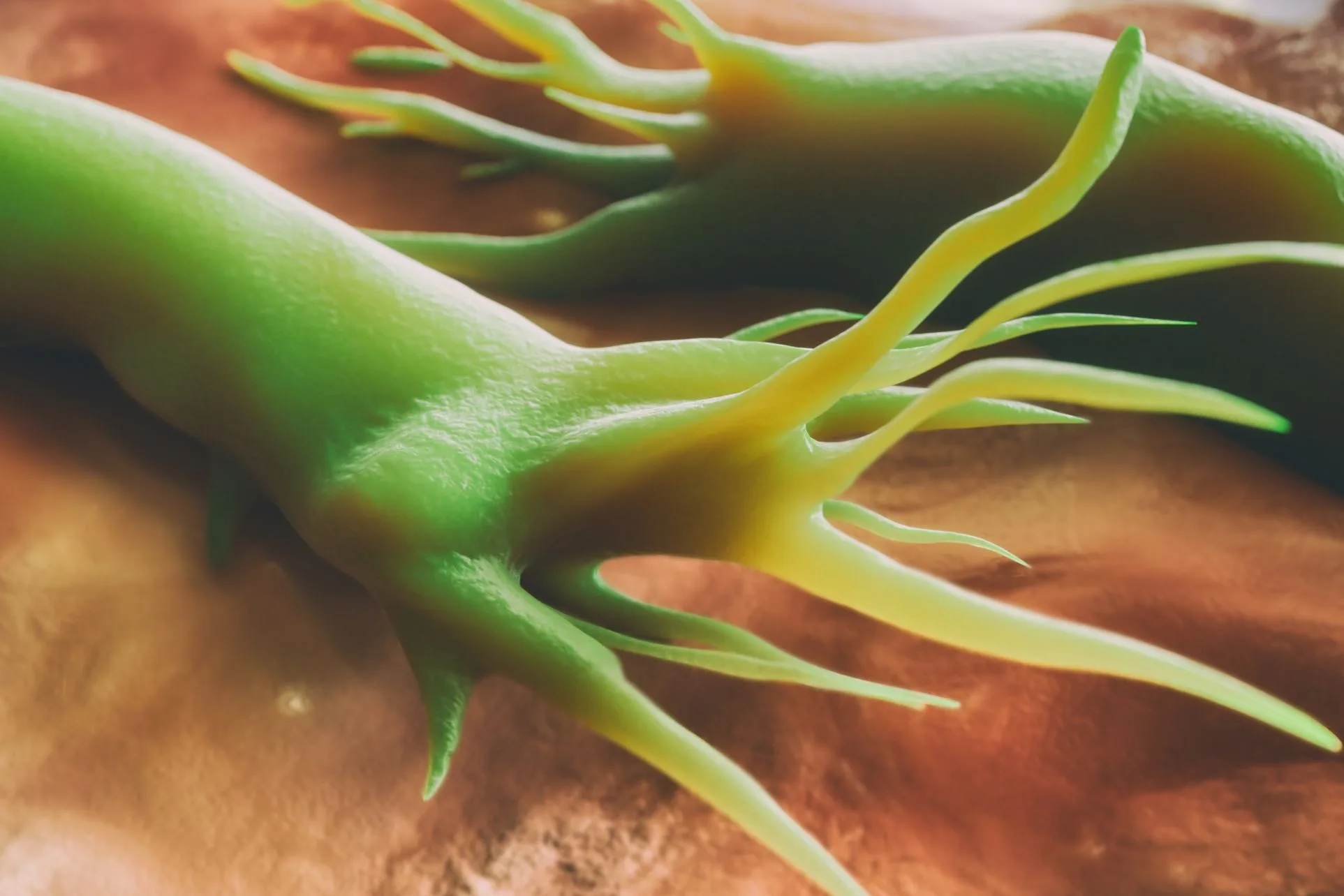 Kampylobakterioza – objawy, diagnostyka i leczenie zakażeń wywoływanych ...