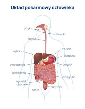 Budowa, funkcje i najczęstsze choroby układu pokarmowego człowieka - Centrum Wiedzy ALAB laboratoria