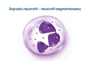 Neutropenia (niski poziom neutrofili): przyczyny, objawy, leczenie