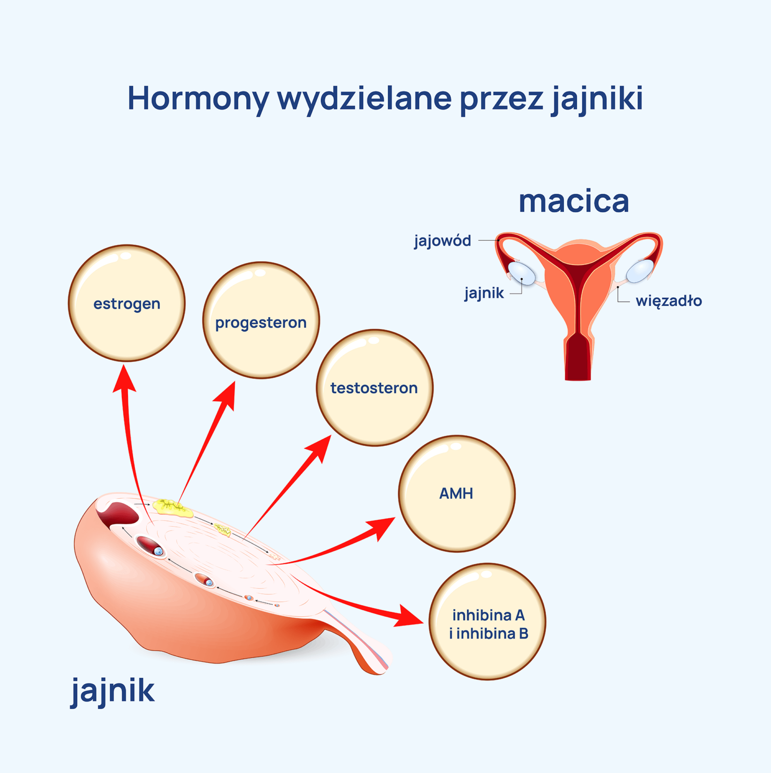Jajniki – budowa, funkcje, regulacja hormonalna - Centrum Wiedzy ALAB ...