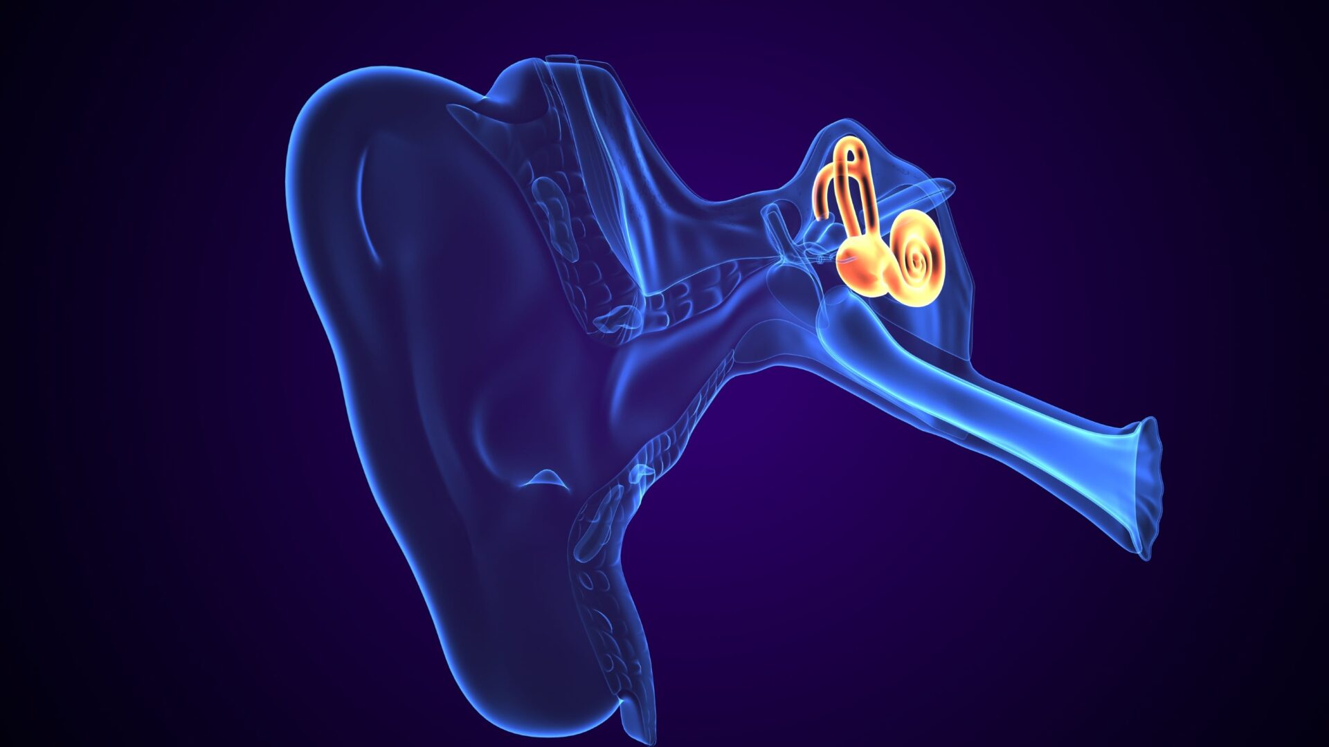 Czym jest błędnik, gdzie się znajduje i jaką pełni funkcję? - Centrum ...