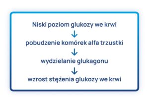 Trzustka – budowa, funkcje, położenie - Centrum Wiedzy ALAB laboratoria