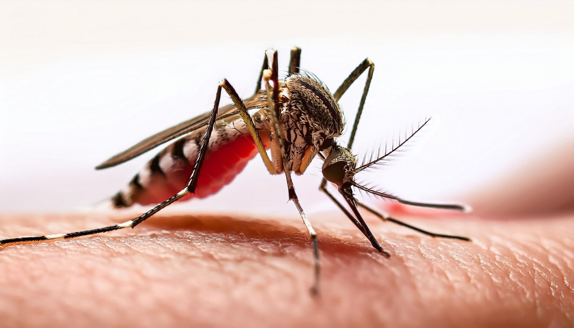 Żółta febra – co to za choroba i jakie daje objawy? Kiedy należy się ...