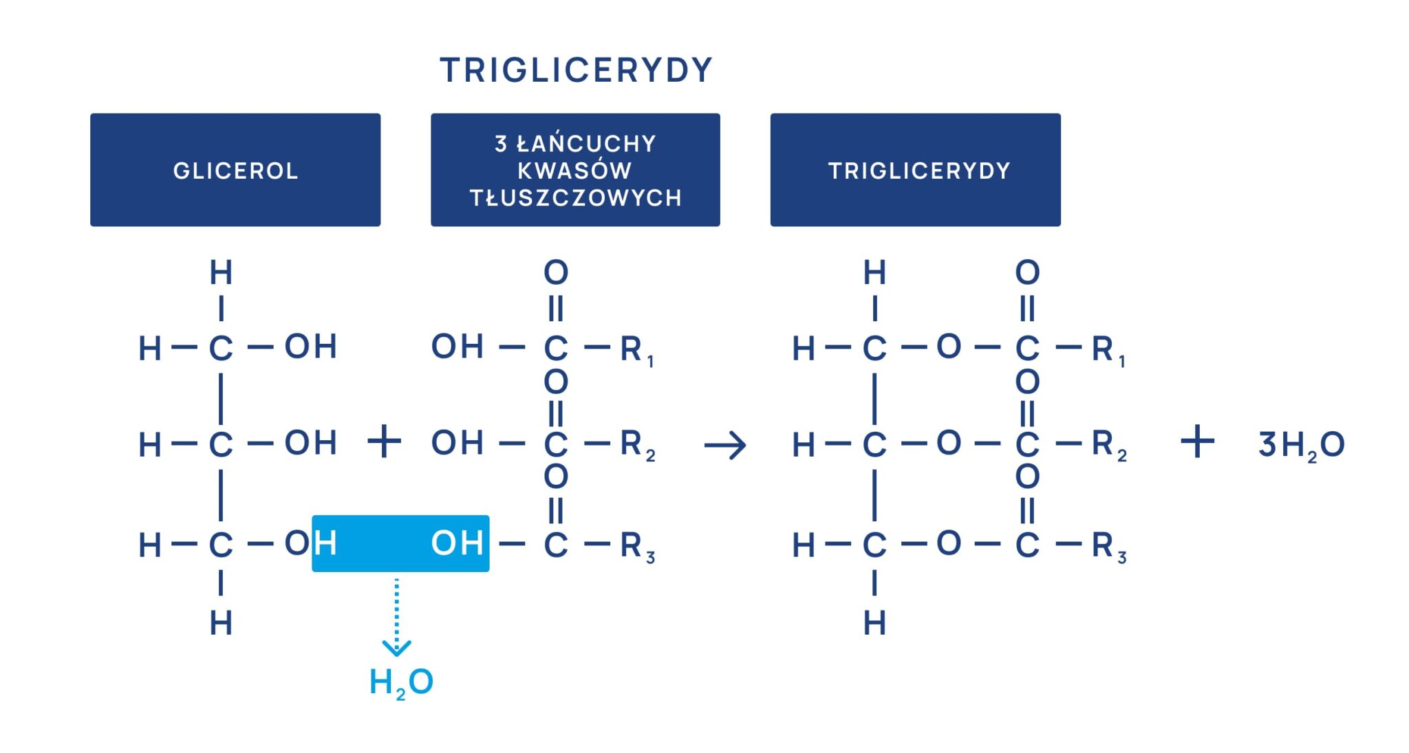 Profil lipidowy część 1: Triglicerydy - ALAB Laboratoria